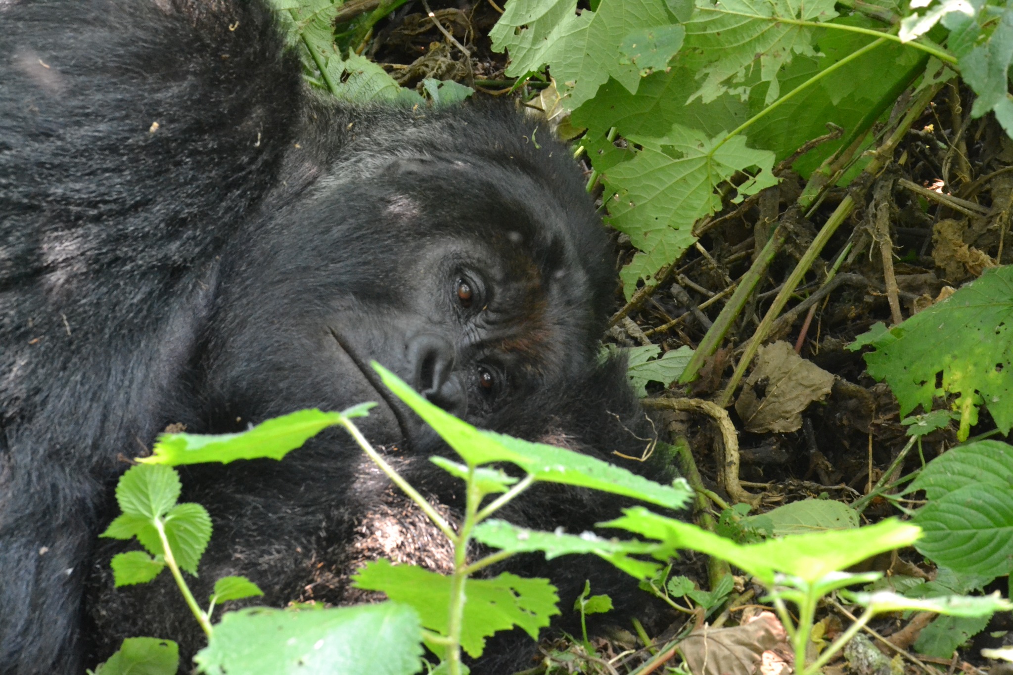 About Us – Bean Belt Coffee Roastery